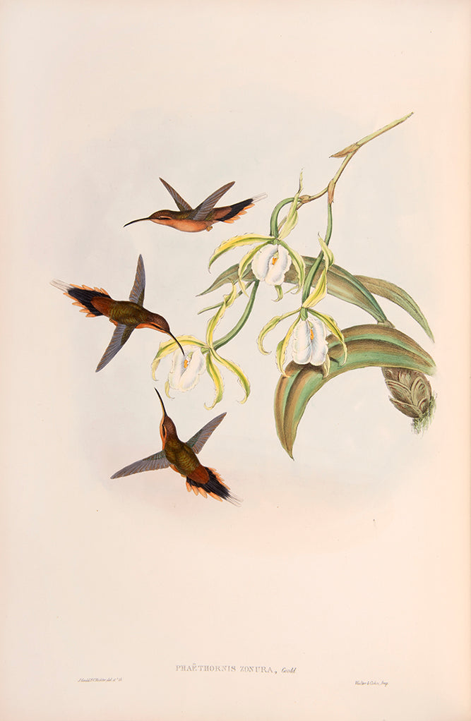 Shapero Rare Books | Rare Travel Books, First Editions & Collectibles