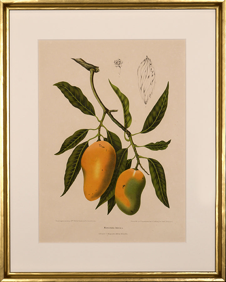 Mangifera Indica. L. [Mango]. – Shapero Rare Books