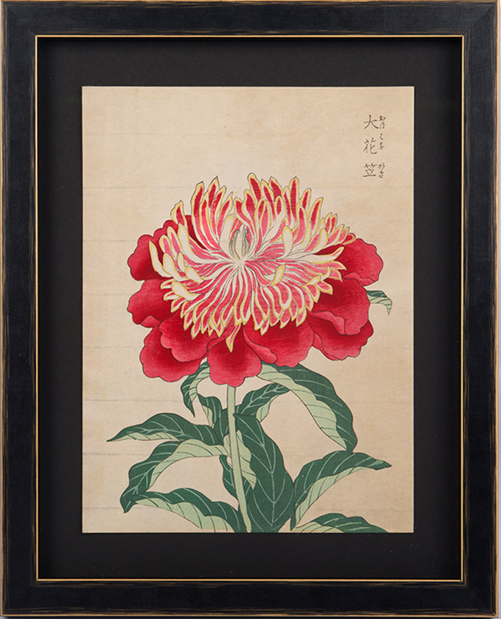 Japanese woodblock print of an unusual anemone-flowered red peony. [Fr ...