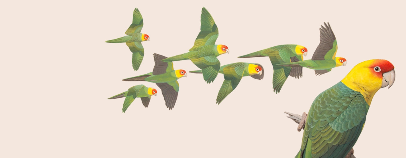 Shapero Rare Books | Signed First Editions & Rare Travel Books